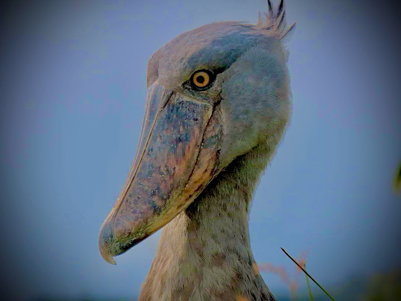 15DAYS EAST TO NORTH UGANDA EXPERIENCE AND SHOEBILL - wILD untouched ...